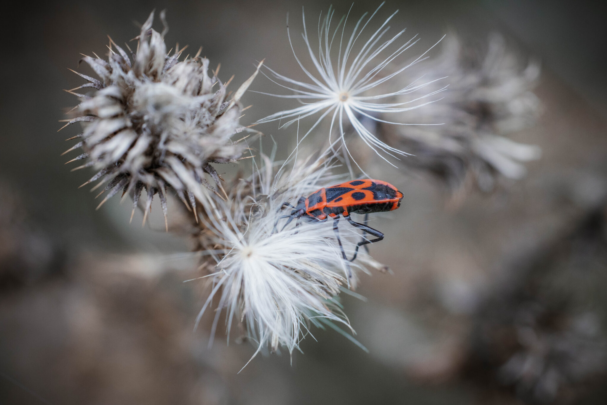 Canon RF 100mm 2.8 L IS USM Macro Test